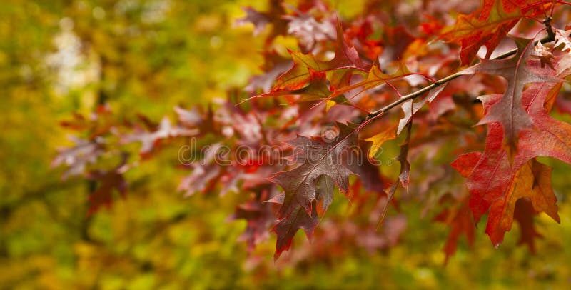 Red oak branch stock image. Image of close, brown, brightly - 46687649