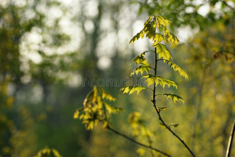 Red Oak Branch with Young Leaves in the Spring Forest Stock Image ...