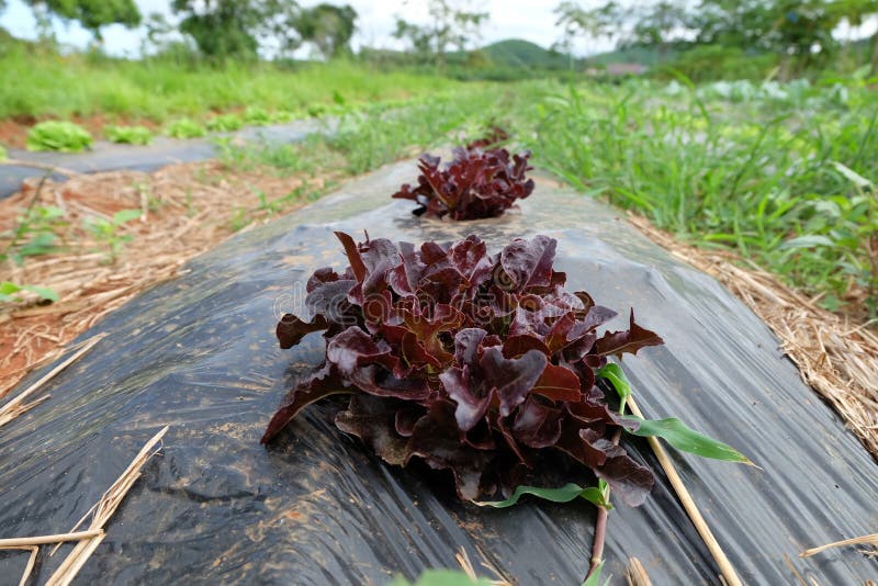 Red Oak Cabbage in the Organic Farm Stock Image - Image of farm ...