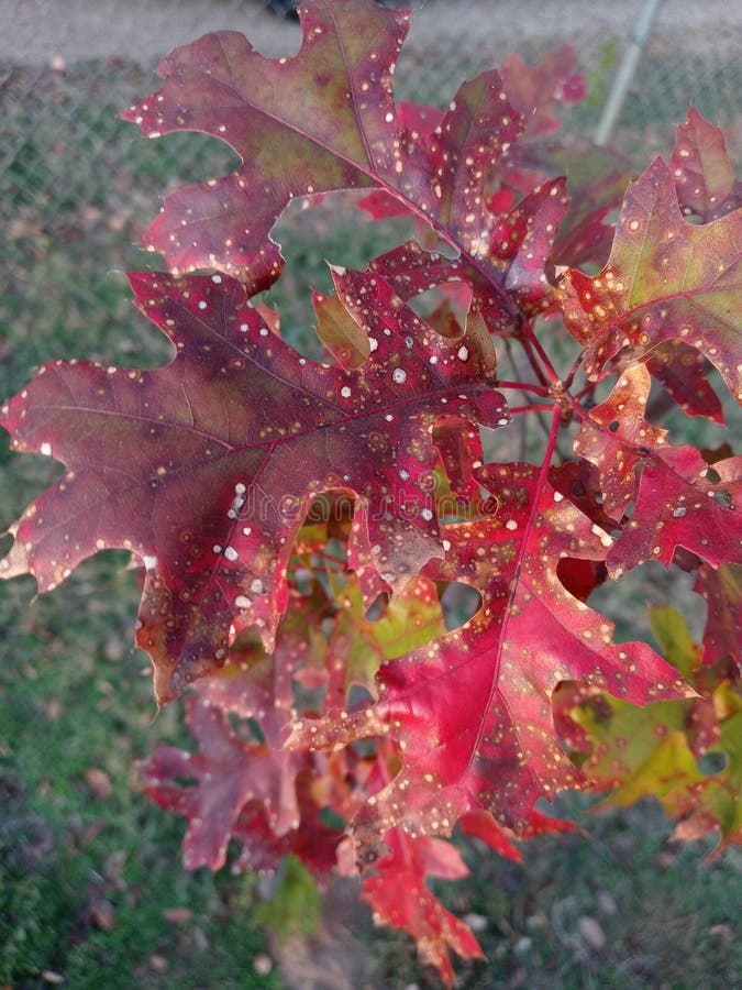 Red Oak Dots Stock Photos - Free & Royalty-Free Stock Photos from ...