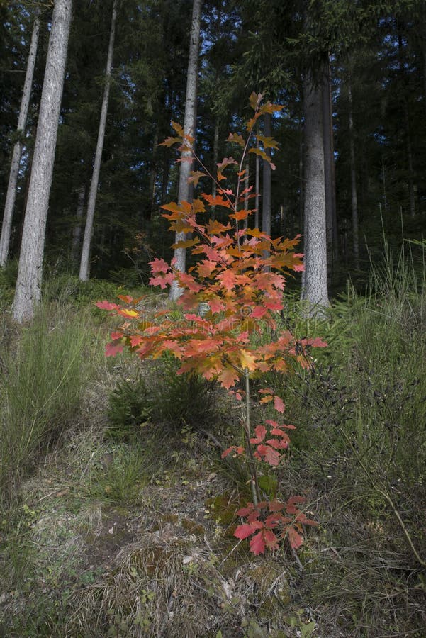 Red oak stock image. Image of autumn, colourful, fall - 80805799