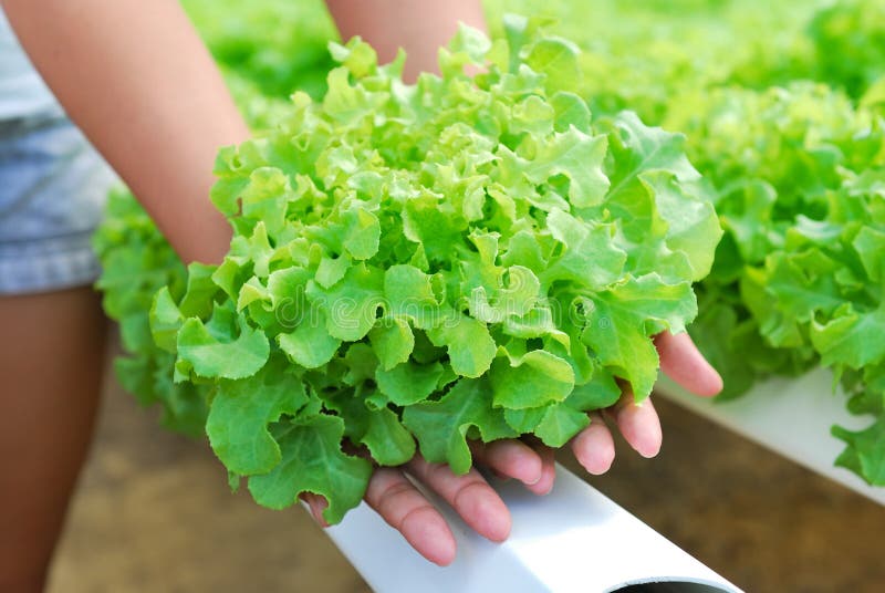 Red Oak, Green Oak, Cultivation Hydroponics Green Vegetable Stock Image ...