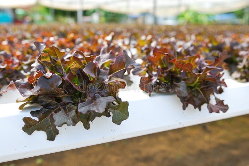 Red Oak, Green Oak, Cultivation Hydroponics Green Vegetable Stock Image ...