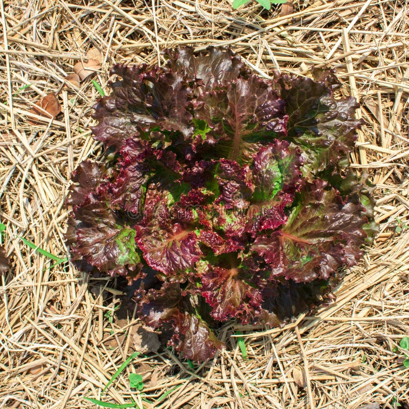 Red Oak in Hydroponic Vegetable Farm Stock Image - Image of cultivate ...