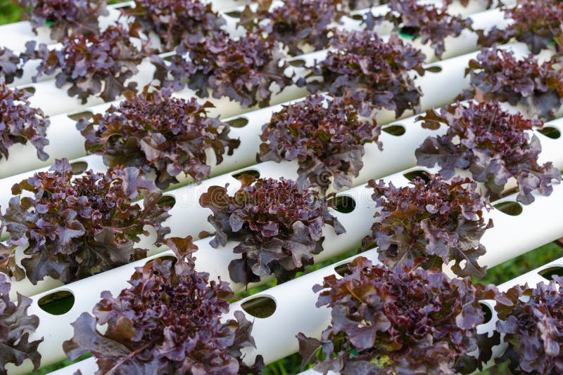 Red Oak Hydroponics Vegetable Stock Image - Image of nature, coral ...