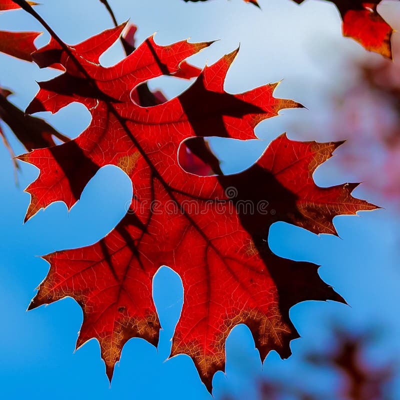 Red Oak leaf stock photo. Image of texas, arbor, arborist - 64483500