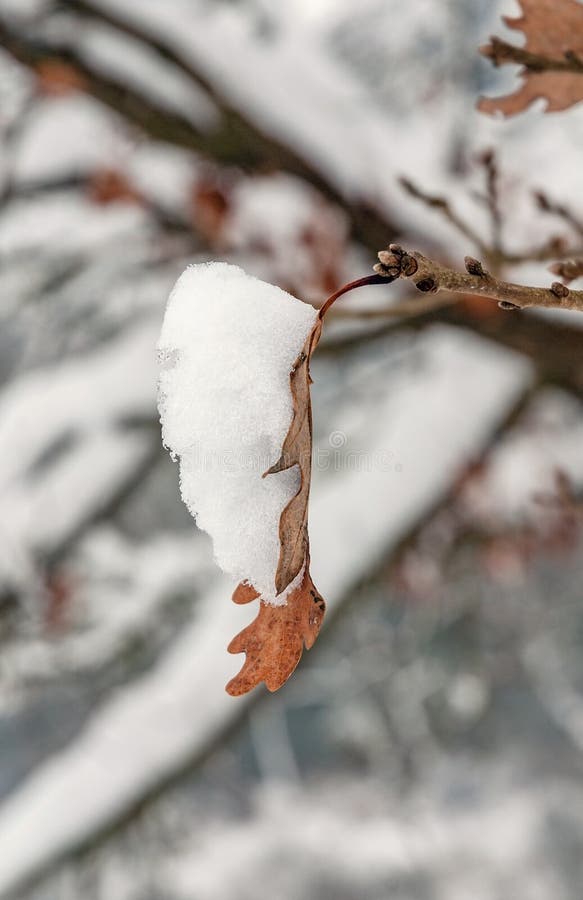 Red Oak Leaf Winter Fall Autumn Snow Stock Photo - Image of single ...