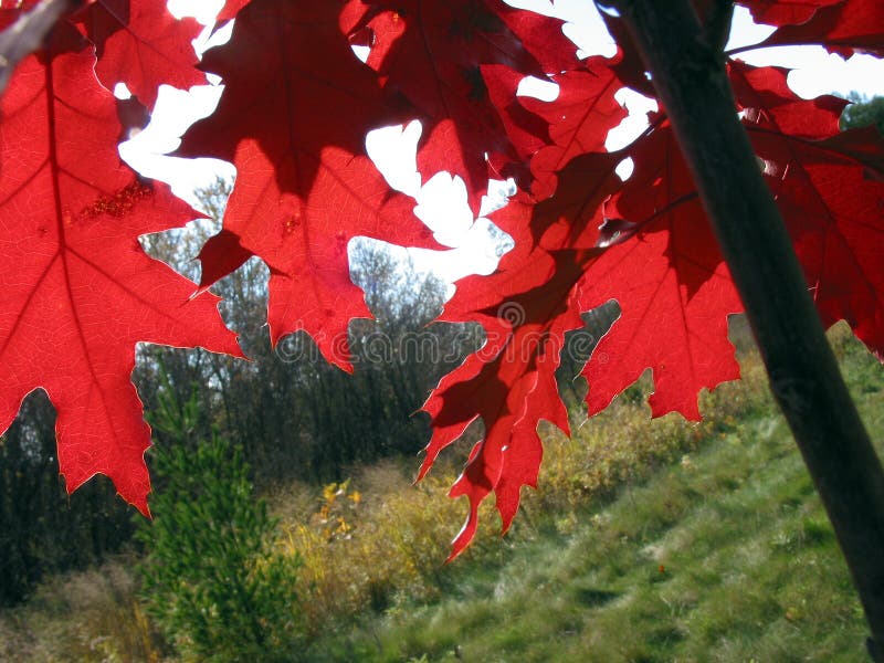 Red oak leaves stock photo. Image of tree, october, autumn - 322638