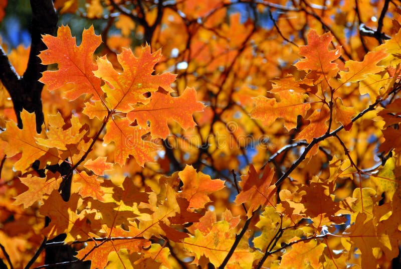 Fall Colors stock photo. Image of yellow, park, autumn - 1334876