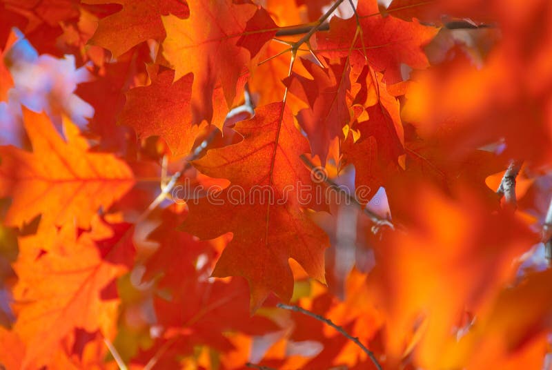 Red oak leaves close-up. stock image. Image of botanical - 13893397