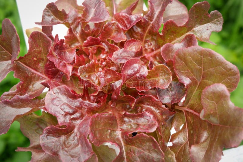 Red oak lettuce stock photo. Image of farming, growth - 95877662