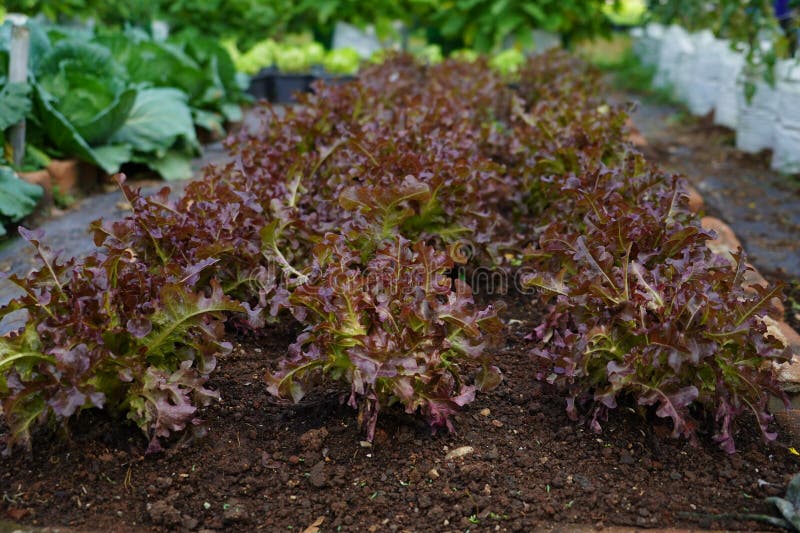 Red Oak Lettuce or Lactuca Sativa Grown in the Fields Stock Image ...