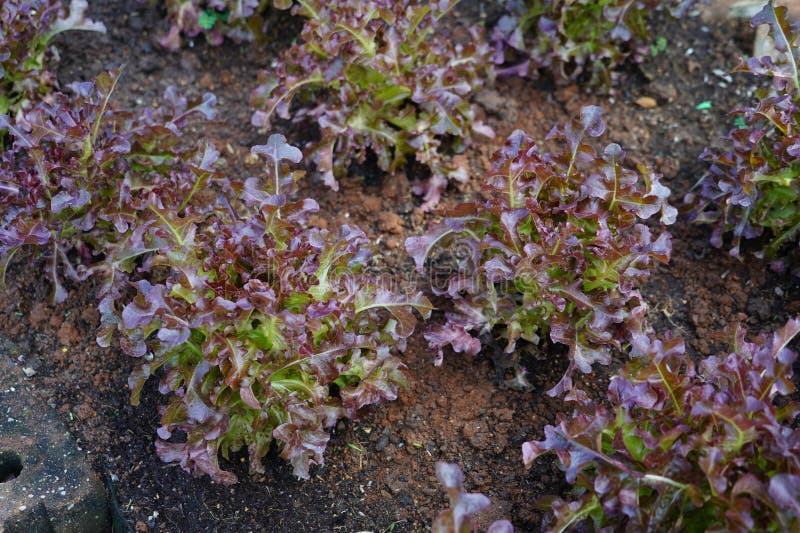Red Oak Lettuce or Lactuca Sativa Grown in the Fields Stock Image ...
