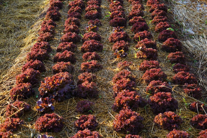 Red Oak Lettuce Lactuca Sativa Grown Fields Stock Photos - Free ...