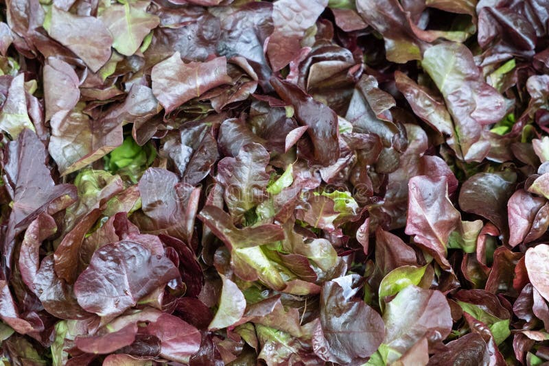 Red oak lettuce stock image. Image of garden, australia - 161124779