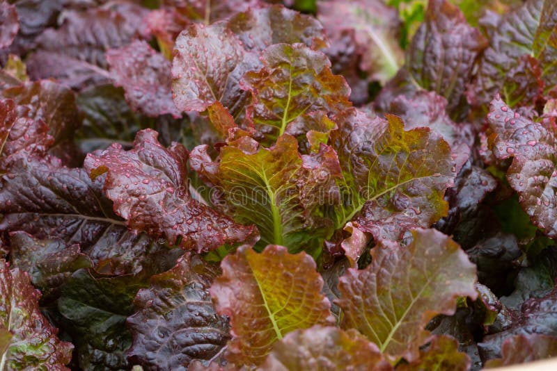 Red oak lettuce stock photo. Image of background, garden - 161124952