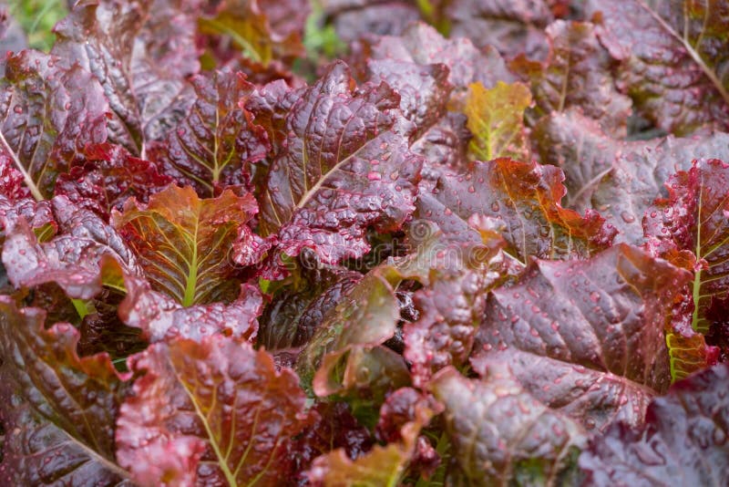Red oak lettuce stock photo. Image of background, garden - 161124952
