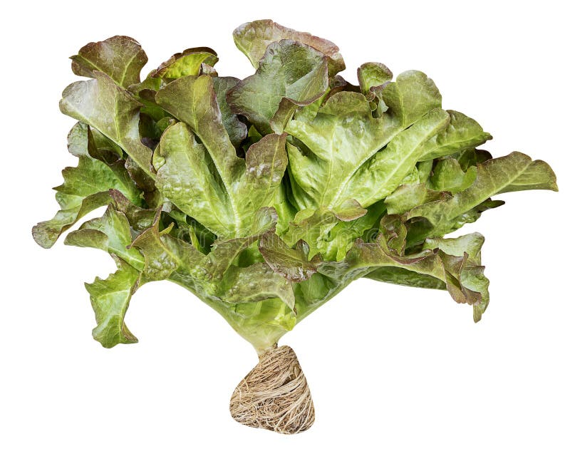 Red Oak Lettuce Vegetable Isolated on White Background with Clipping ...