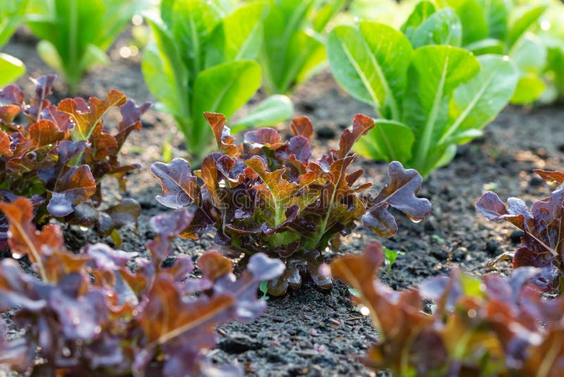 Red Oak Lettuce in the Vegetable Plot Stock Photo - Image of freshness ...