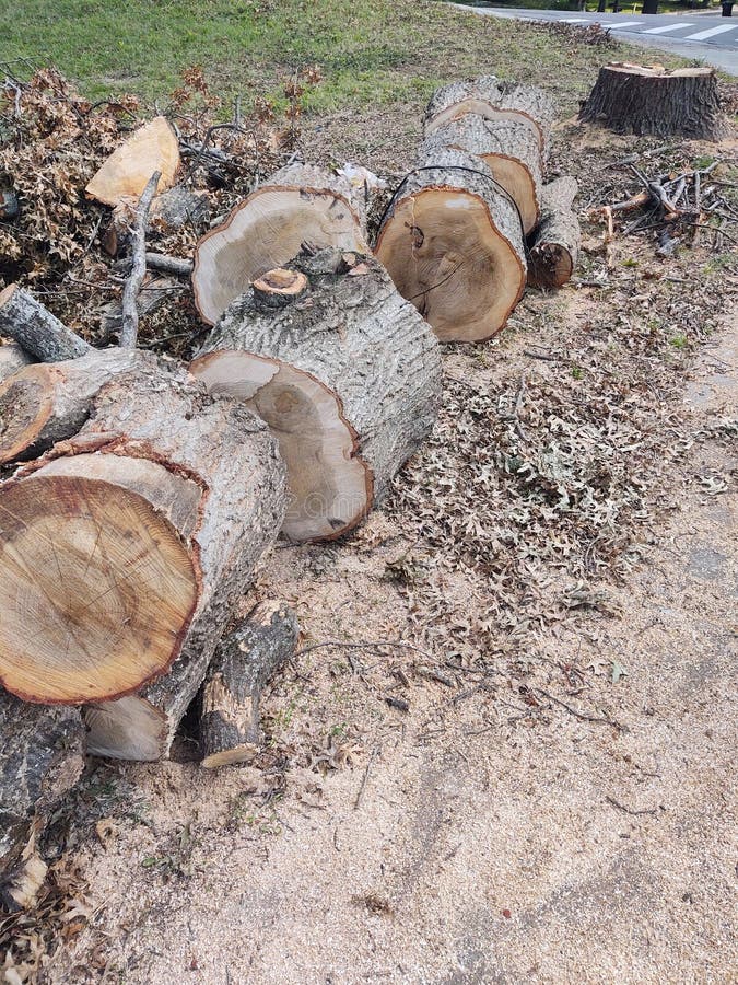 Red Oak Log Cut into Pieces Stock Image - Image of wood, carving: 233371963