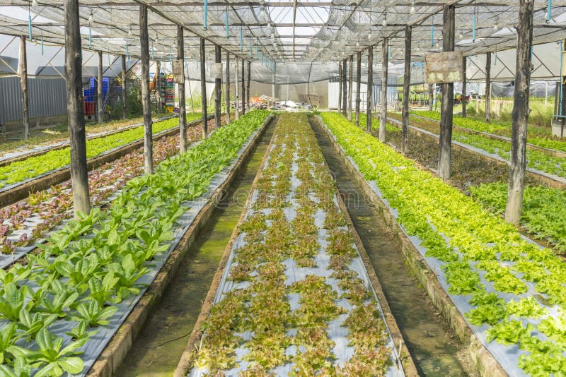 Red Oak Organic Vegetable in a Farm Stock Image - Image of summer ...
