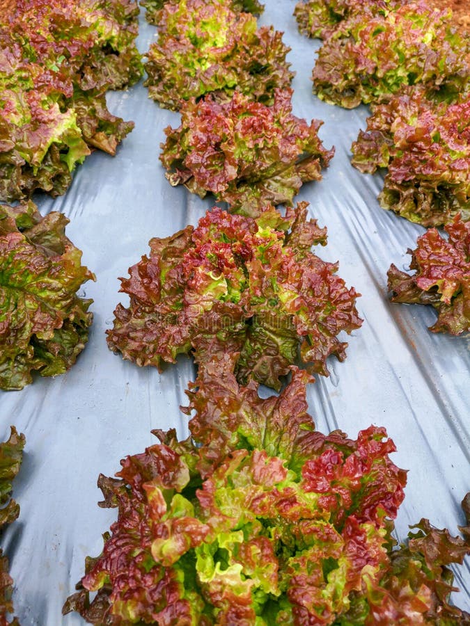 Red Oak Organic Vegetable Plot Stock Photo - Image of organic, farming ...