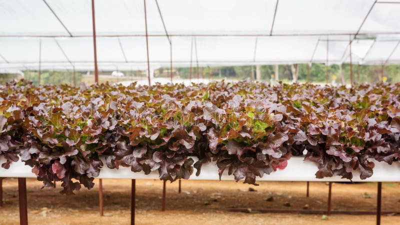 Red Oak Plant in a Hydroponic Vegetable Garden Stock Photo - Image of ...
