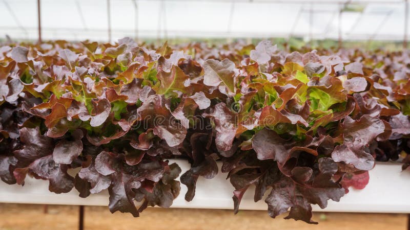 Red Oak Plant in a Hydroponic Vegetable Garden Stock Image - Image of ...