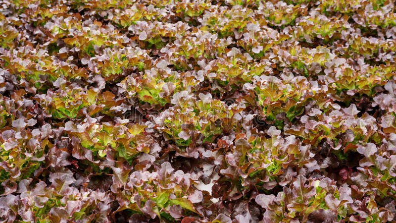 Red Oak Plant in a Hydroponic Vegetable Garden Stock Photo - Image of ...