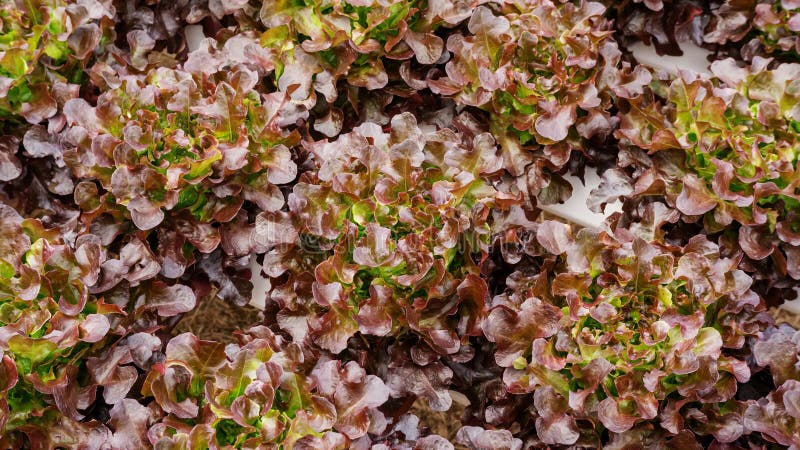 Red Oak Plant in a Hydroponic Vegetable Garden Stock Photo - Image of ...