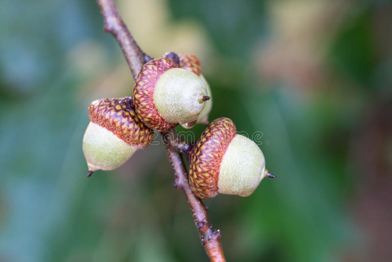 Red Oak,.Quercus Rubra Acorns Closeup Selective Focus Stock Photo ...