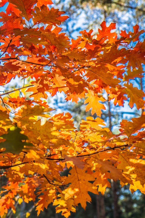 The red oak stock image. Image of texture, macro, foliage - 128782153
