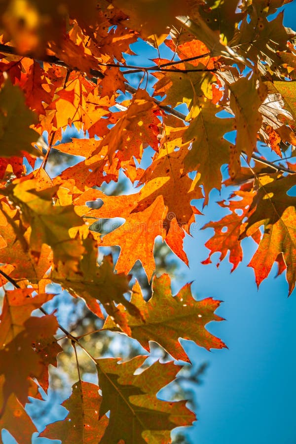 The red oak stock photo. Image of golden, gold, foliage - 128782094