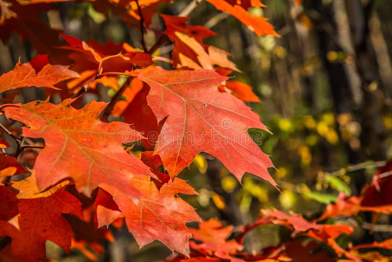 The red oak stock photo. Image of champion, blue, northern - 128782132