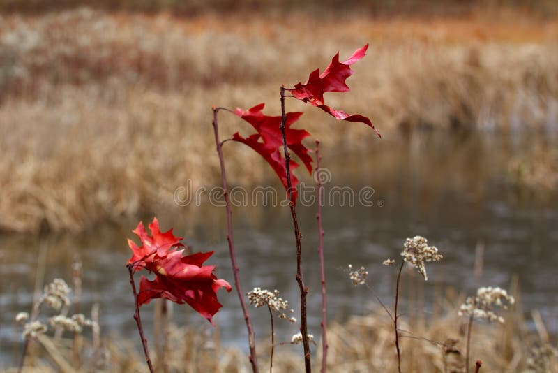 Red oak tree sapling stock photo. Image of arboret, champion - 42468916