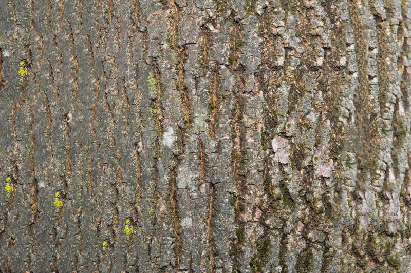 Red Oak Tree Texture Background Stock Photo - Image of shallow, texture ...