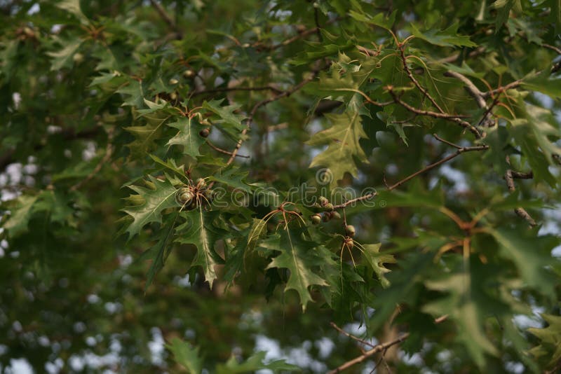 Red Oak Tree with Acorns in Sunset Light Stock Image - Image of ecology ...