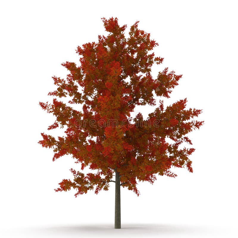 Red Oak Tree Autumn on White. 3D Illustration Stock Illustration ...