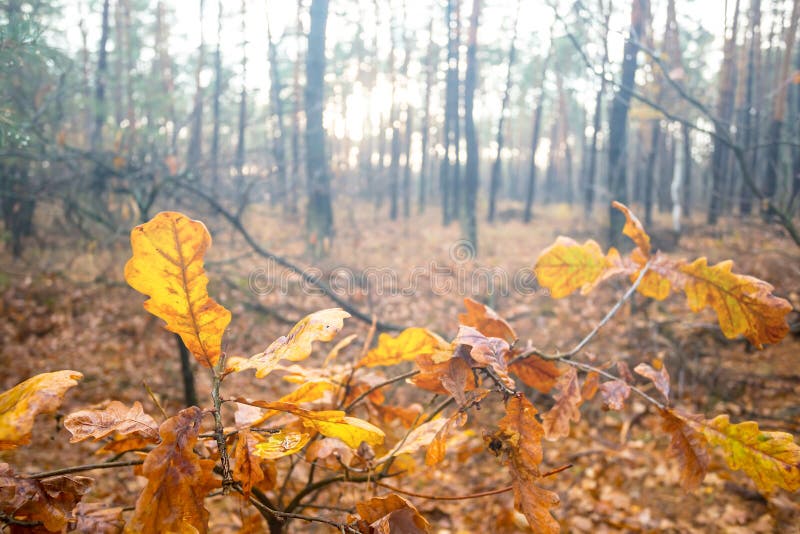 Red Oak Tree Branch in a Bright Forest in a Light of Sun Stock Image ...