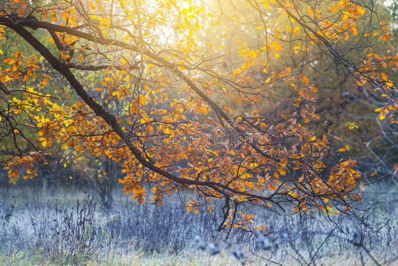 Red Oak Tree Branch in a Rays of Sun Stock Image - Image of park, leaf ...