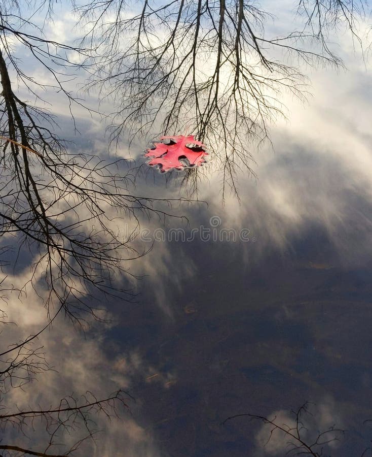 Red Oak Tree Leaf Floating in Water Stock Image - Image of lake, light ...