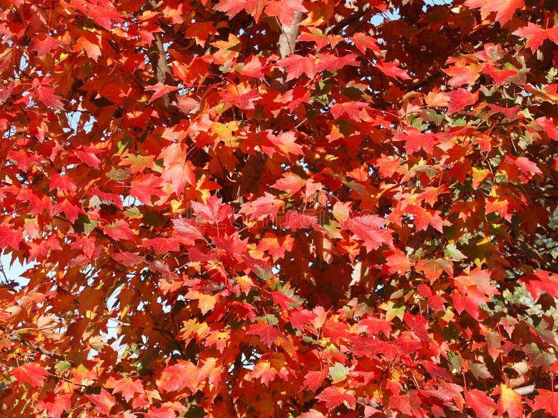 Red Oak Tree Leaves stock image. Image of autumn, fall - 1130347