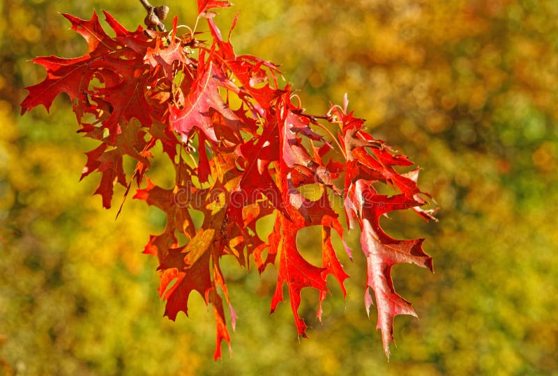 Red Oak Tree Leaves Hanging from Tree Branch in Sunlight in Fall Stock ...