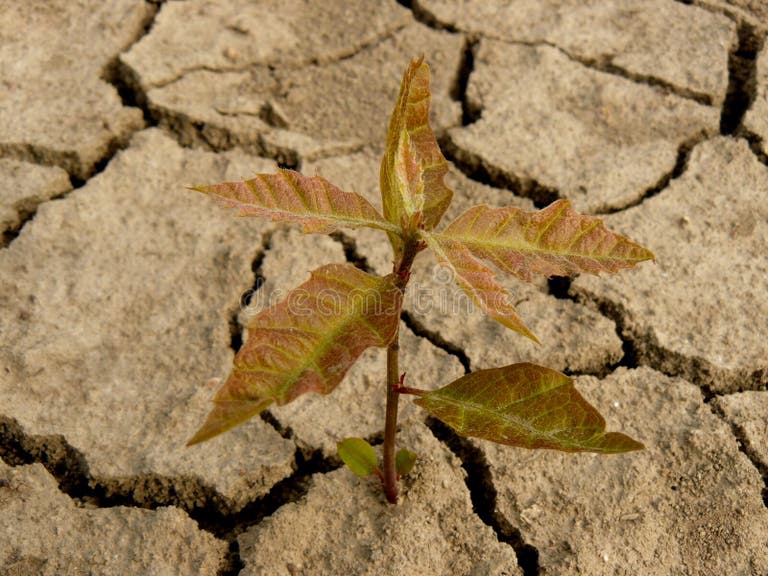 Red oak tree sapling stock photo. Image of arboret, champion - 42468916