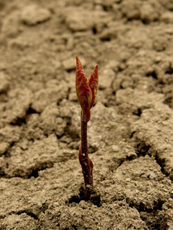 Red oak tree seedling stock photo. Image of ground, growing - 40908804