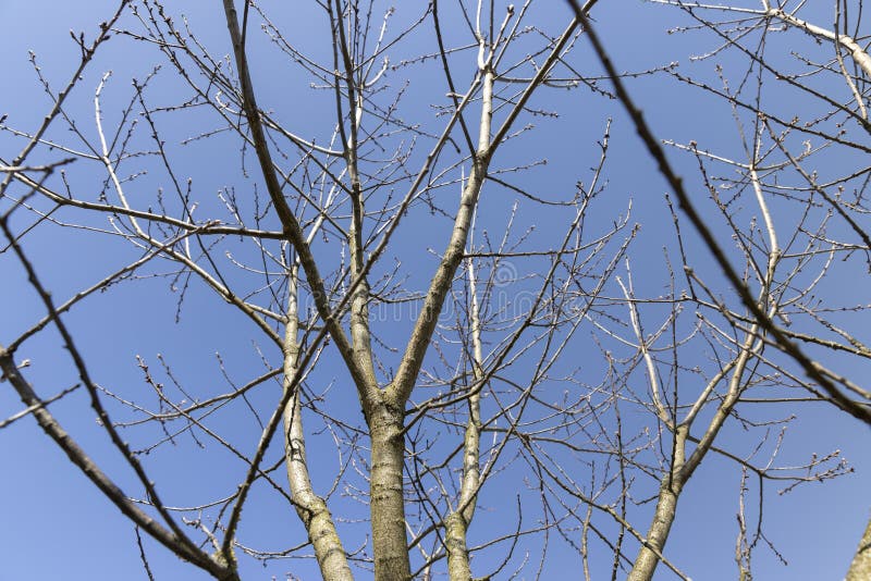 Red Oak Tree in Sunny Weather in Early Spring Stock Photo - Image of ...