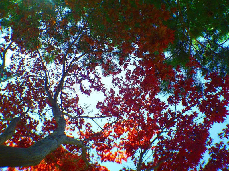 Red Oak Trees in Ogden Utah 2012 Stock Image - Image of produce, flower ...