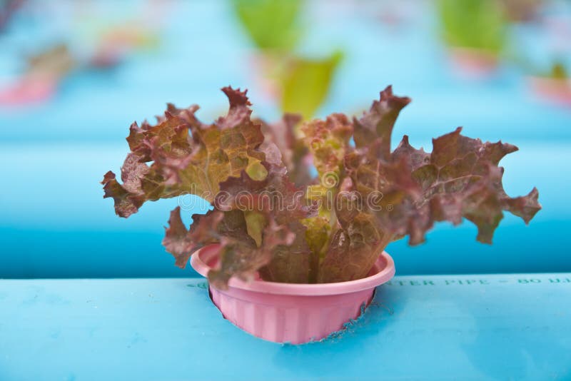 Red oak vegetables stock photo. Image of farm, agricultural - 27025282