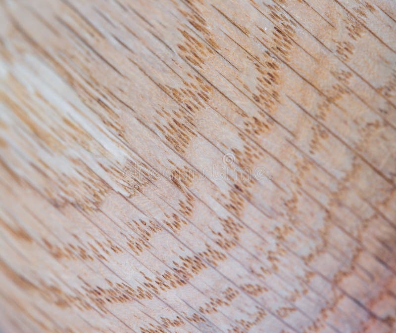 Red Oak Wood Texture Background in Macro Lens Shoot Stock Photo - Image ...