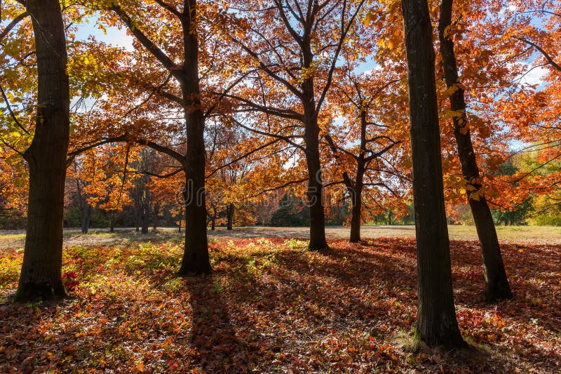 Red Oaks on the Glade Edge in Autumn Park Backlit Stock Photo - Image ...